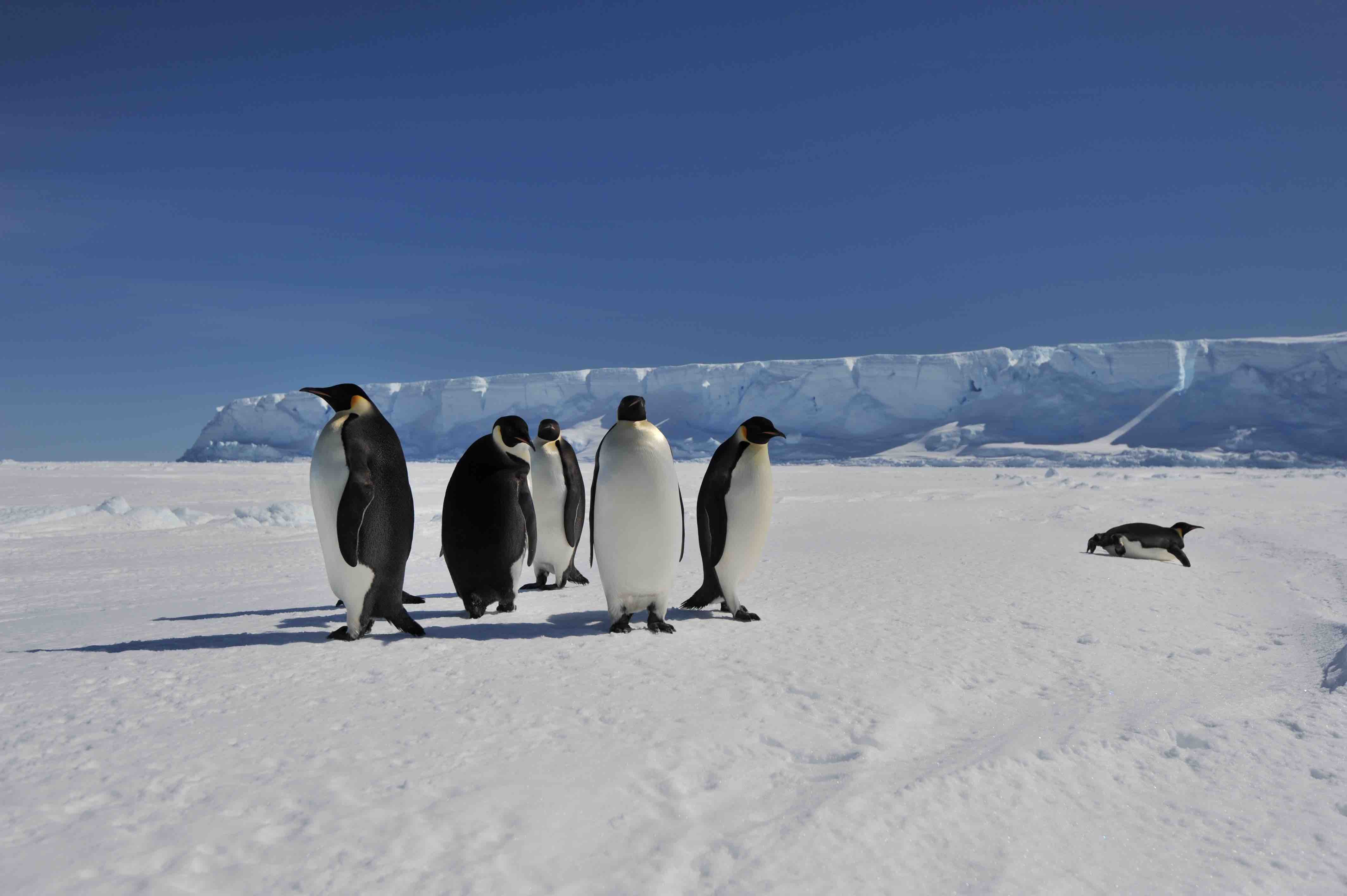 It's hot today. Let's look at some penguins. - Agileware Blog
